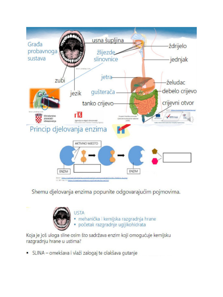 Biologija 2 | PDF