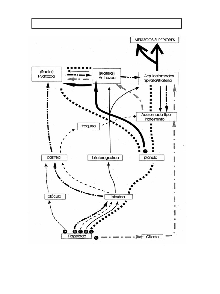TEMA 8 - Origen y Evolución de Los Metazoos - Hipótesis (Gráfica) | PDF