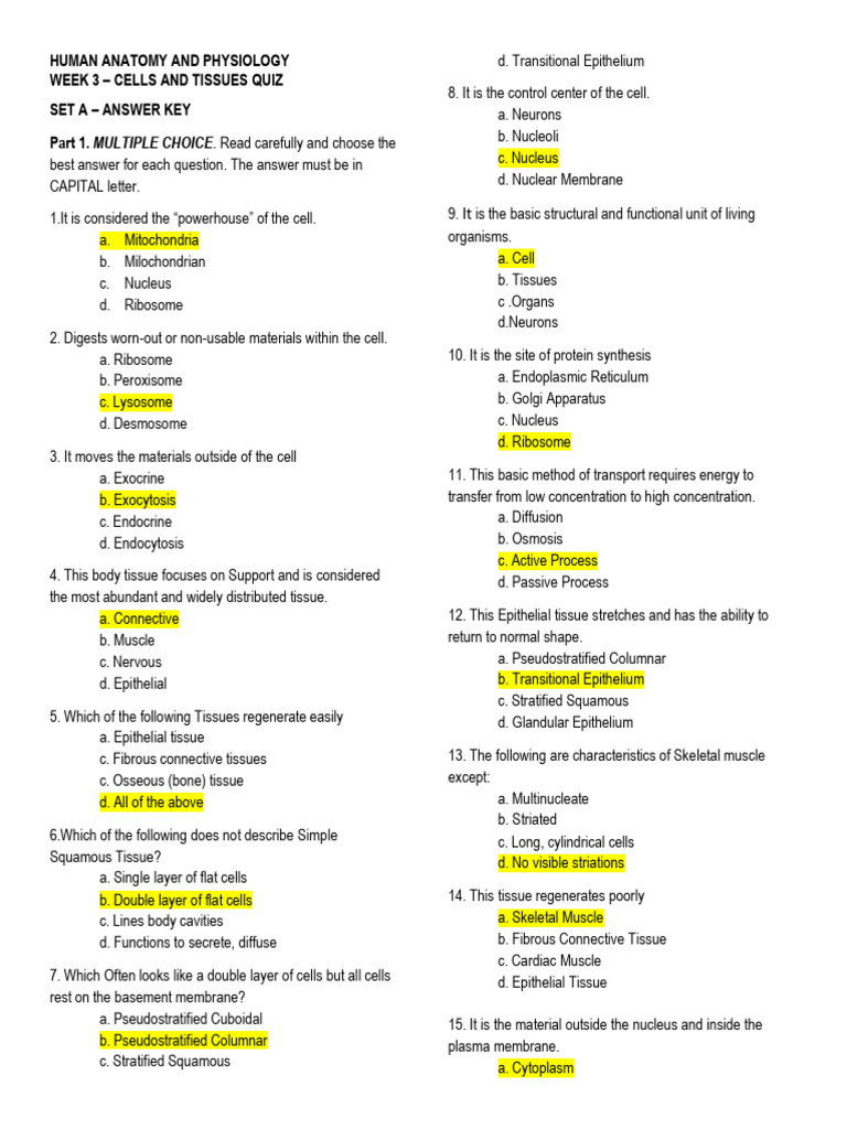 Quiz 3 Cells and Tissues | PDF | Epithelium | Tissue (Biology)