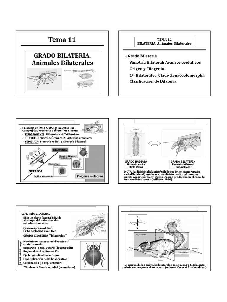 Origen y Evolución de Bilateria | PDF | Biología | Animal Taxa