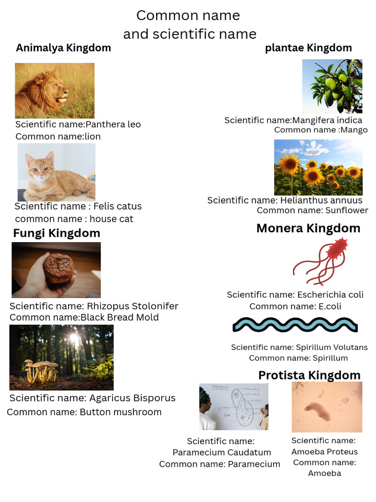 Common Name and Scientific Name - 20250818 - 222227 - 0000 | PDF