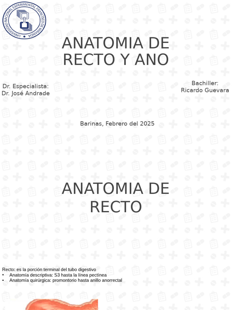 Anatomia Recto y Ano | PDF | Tracto gastrointestinal | Recto