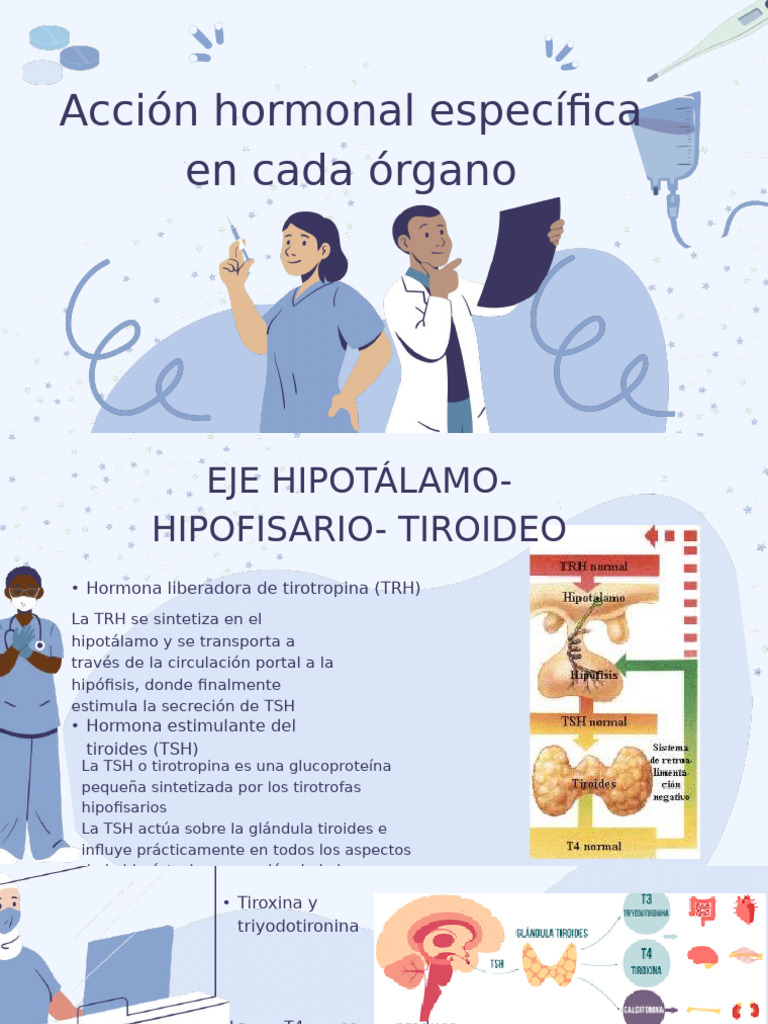 Ejes hormonales y funciones tiroideas | PDF | Hormona estimulante de la ...
