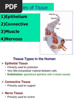 Class 9th Animal Tissue Notes | PDF | Epithelium | Muscle