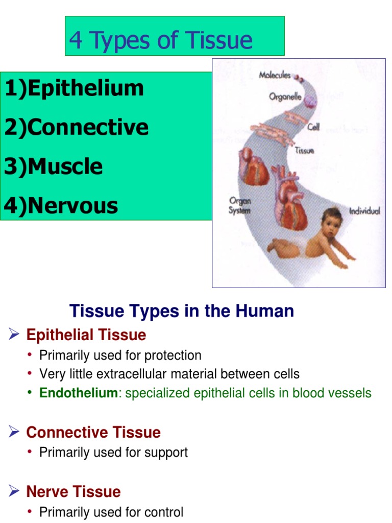 Overview of Human Tissue Types | PDF | Epithelium | Neuron