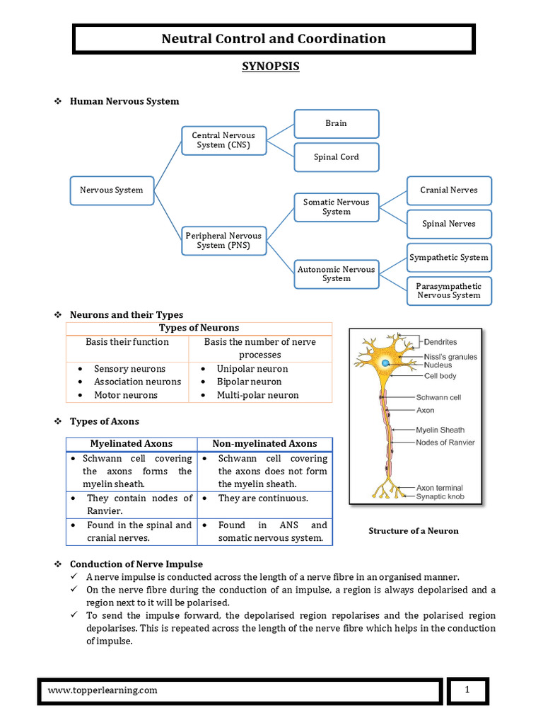 Overview of the Human Nervous System | PDF | Nervous System | Axon