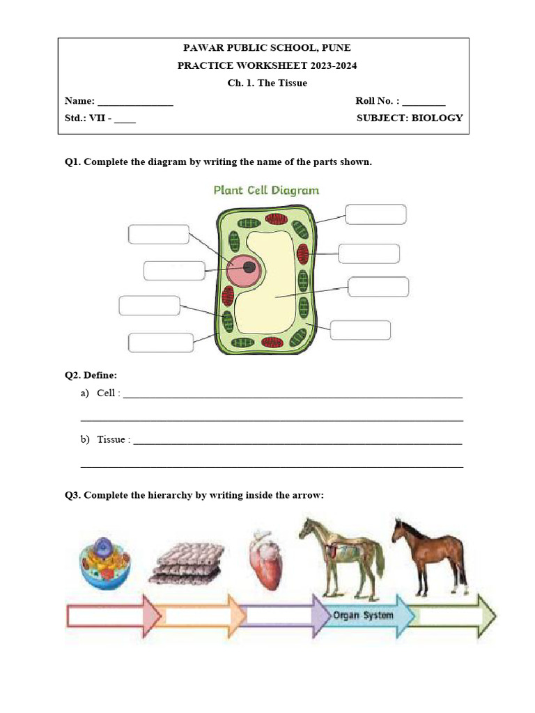 STD 7 CH 1 The Tissue Worksheet | PDF
