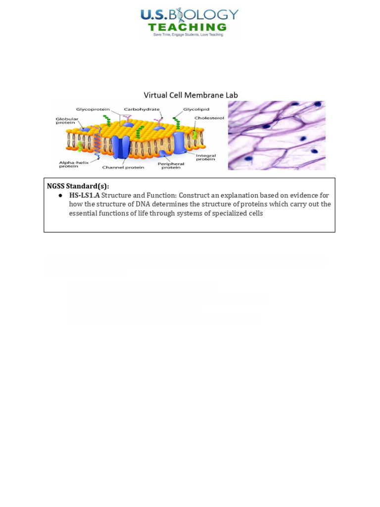 Your Cell Membrane Virtual Lab | PDF | Cell Membrane | Cell (Biology)