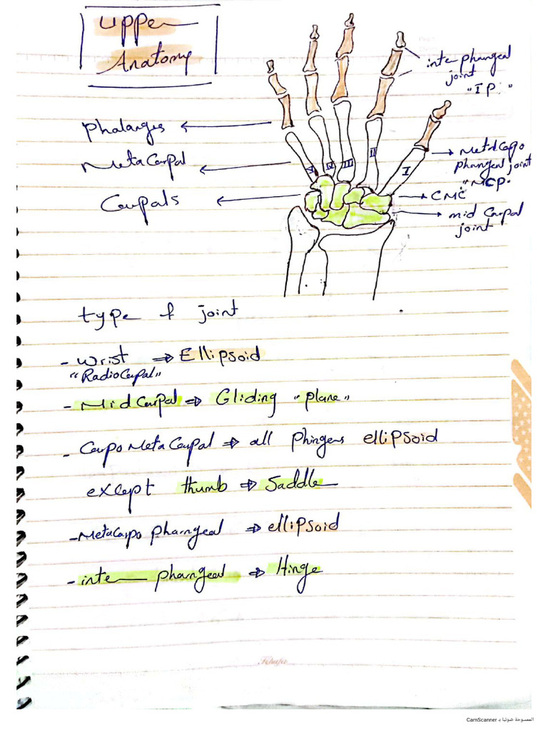Upper Limb Anatomy Pdf