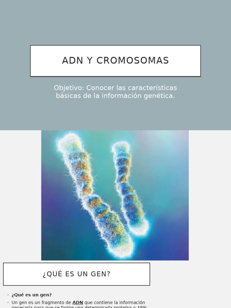 ADN y Cromosomas | PDF | Cromosoma | Gene