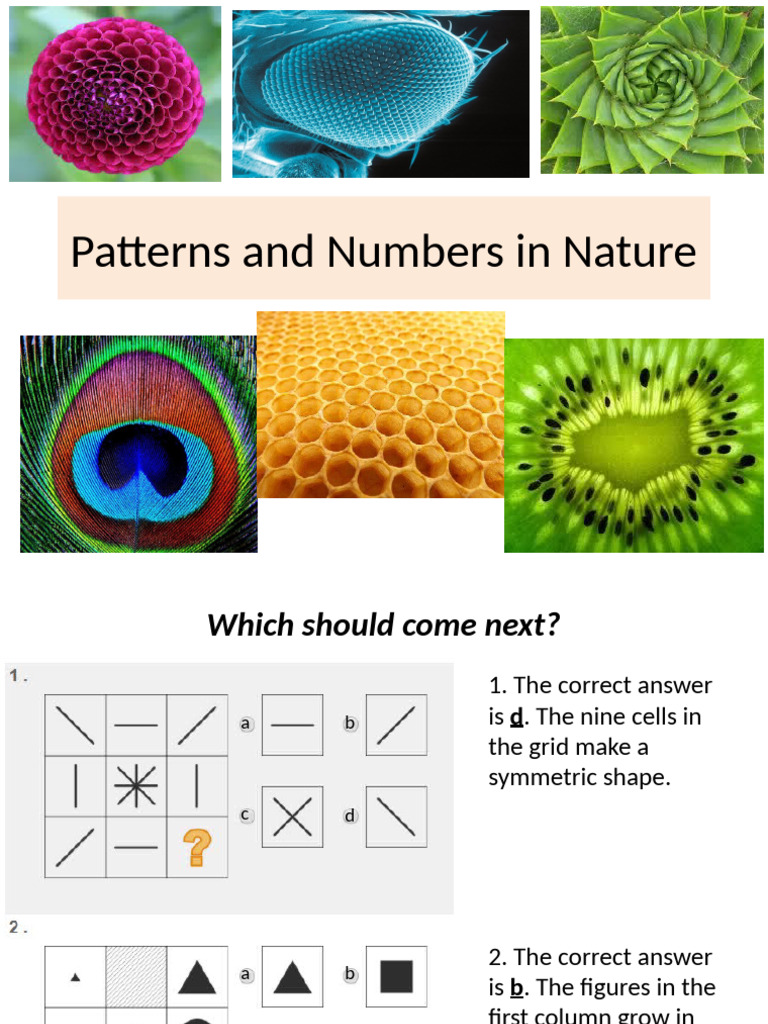 Patterns and Numbers in Nature | PDF | Symmetry | Exponential Function