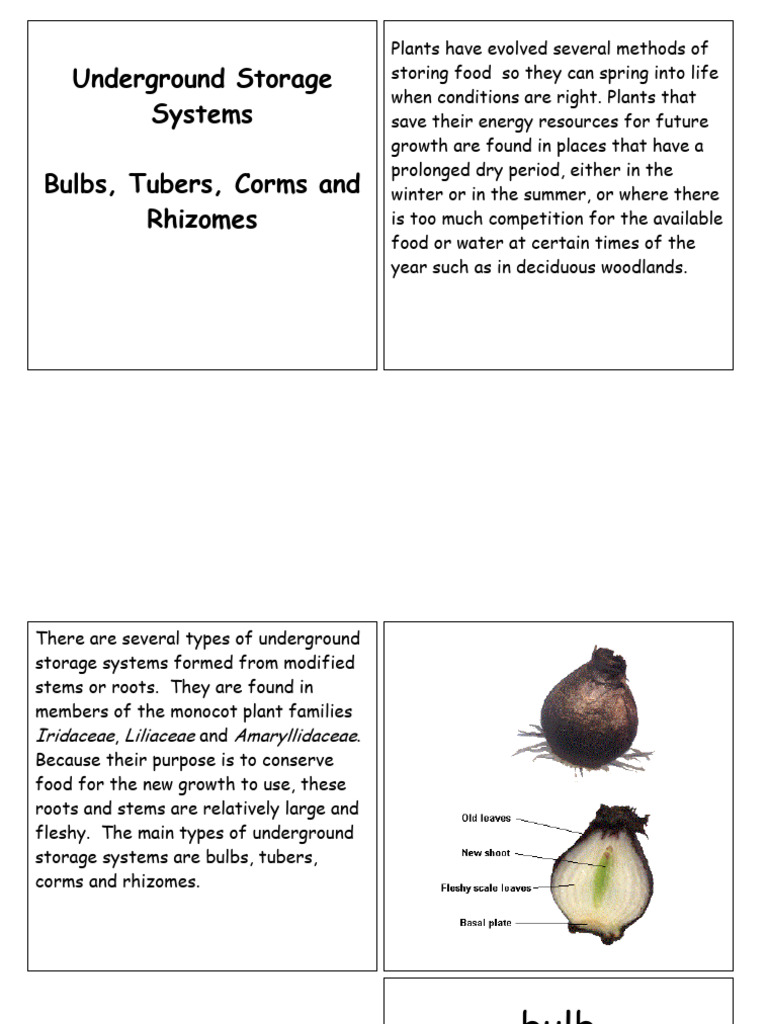 Under Ground Storage Organs | PDF | Bulb | Plant Morphology