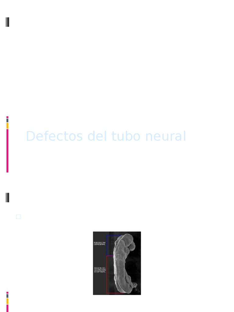 Defectos del Tubo Neural en Embarazo | PDF | Especialidades Medicas ...