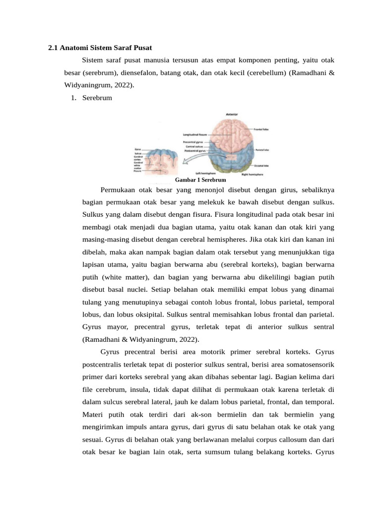 Anatomi Sistem Saraf Pusat | PDF