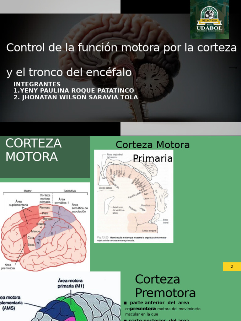 Control de La Funsion Motora Por La Corteza y El Tronco Del Encefalo ...