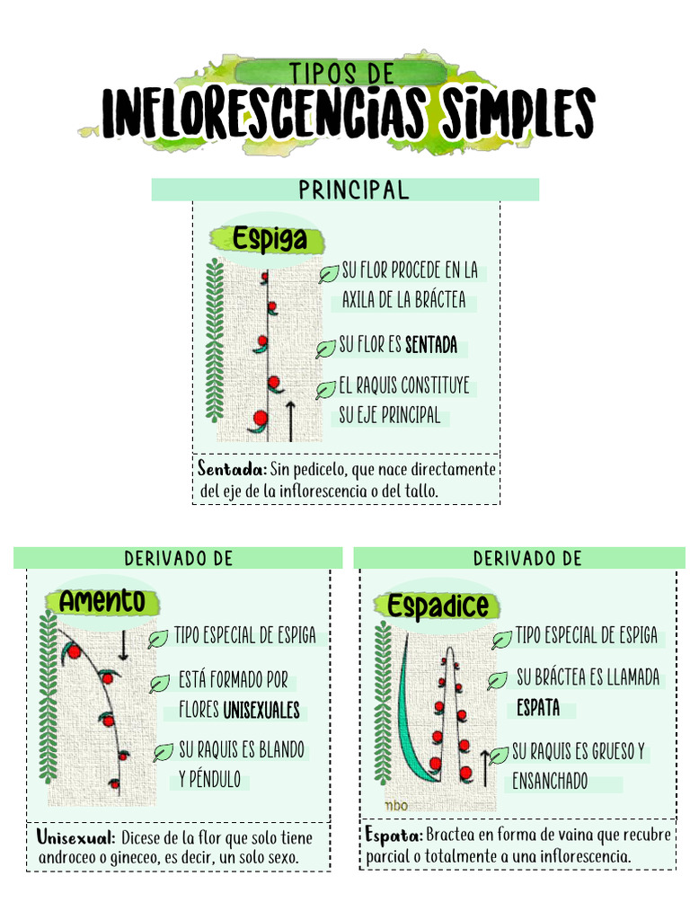Tipos de inflorescencias y brácteas | PDF | Flores | Botánica