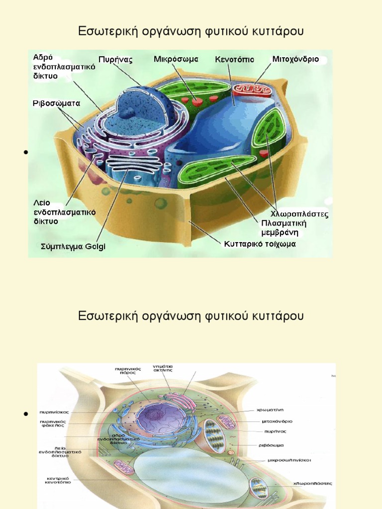 ΦΥΤΙΚΟ ΚΥΤΤΑΡΟ | PDF