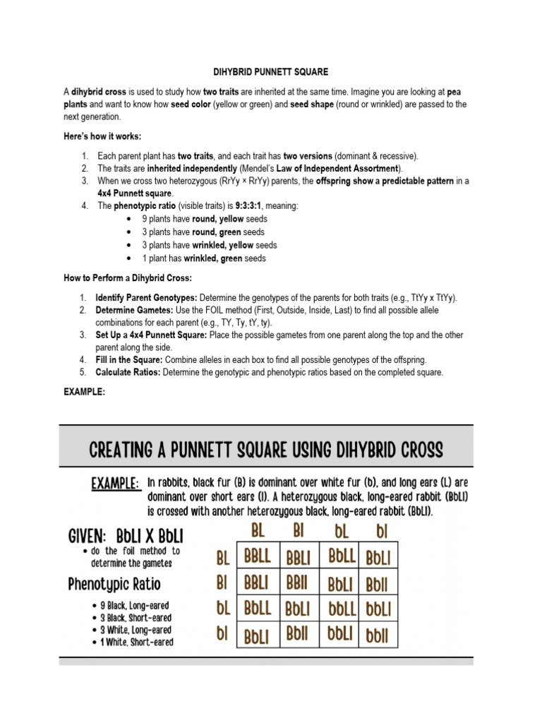 Dihybrid Punnett Square | PDF