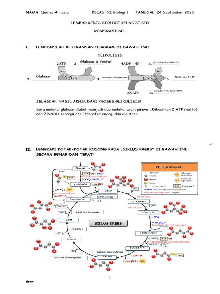 Quines Arnesia - Respirasi Sel - Diagram PDF | PDF