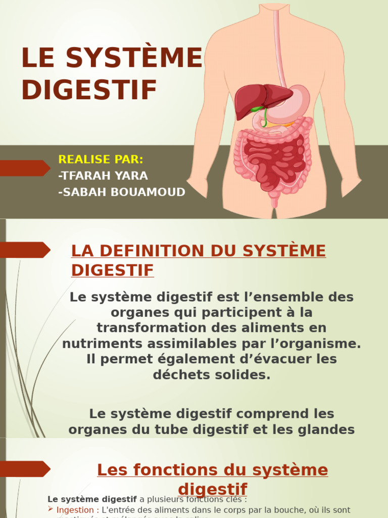 Comprendre le Système Digestif Humain | PDF | Appareil digestif humain ...