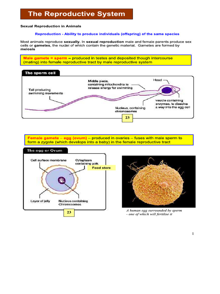 Sexual Reproduction - Humans Study Notes | PDF
