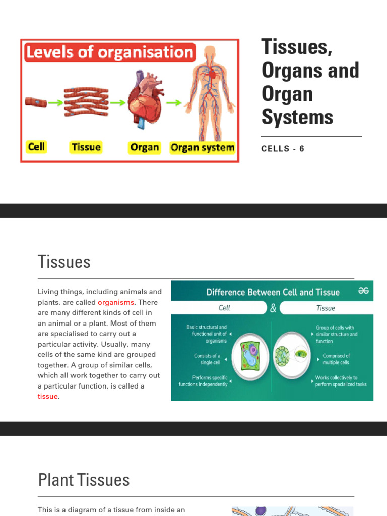 Understanding Tissues and Organ Systems | PDF