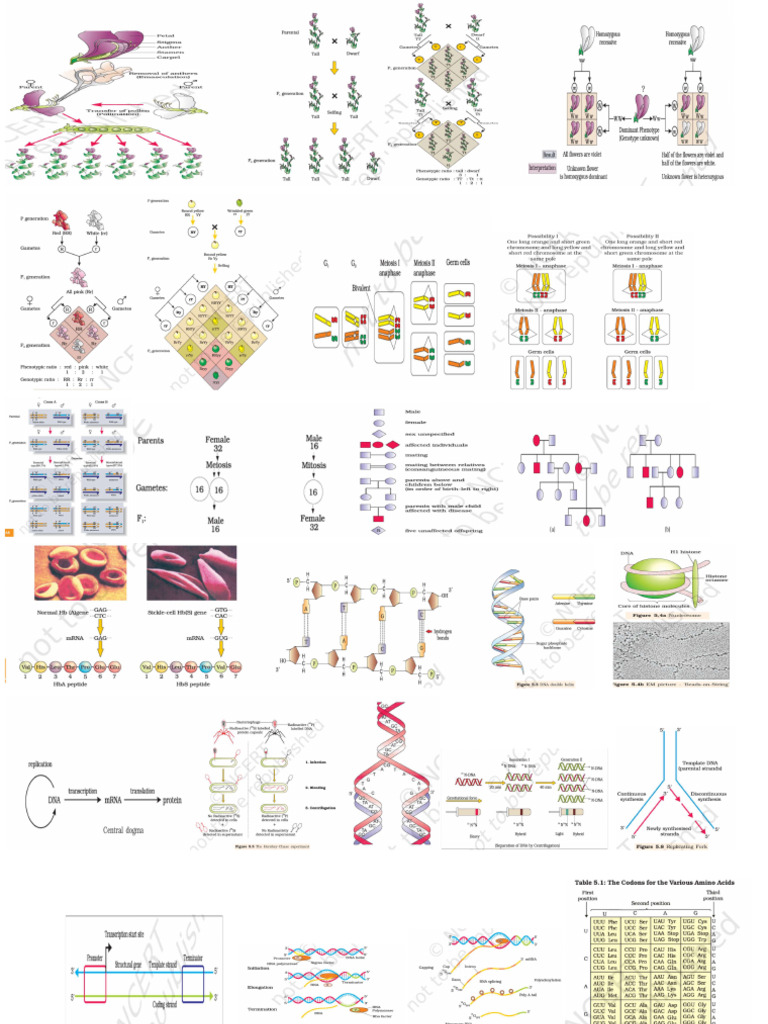Genetics Unit | PDF