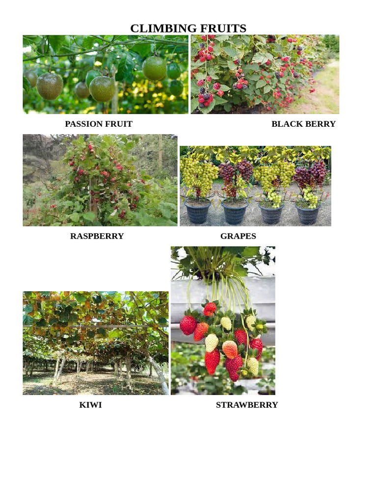 Climbing Fruits | PDF