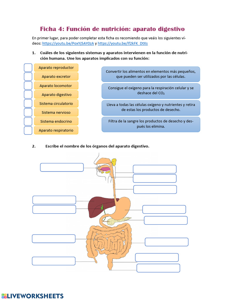 Aparato Digestivo Nutrición TAREA | PDF | Digestión | Sistema digestivo ...