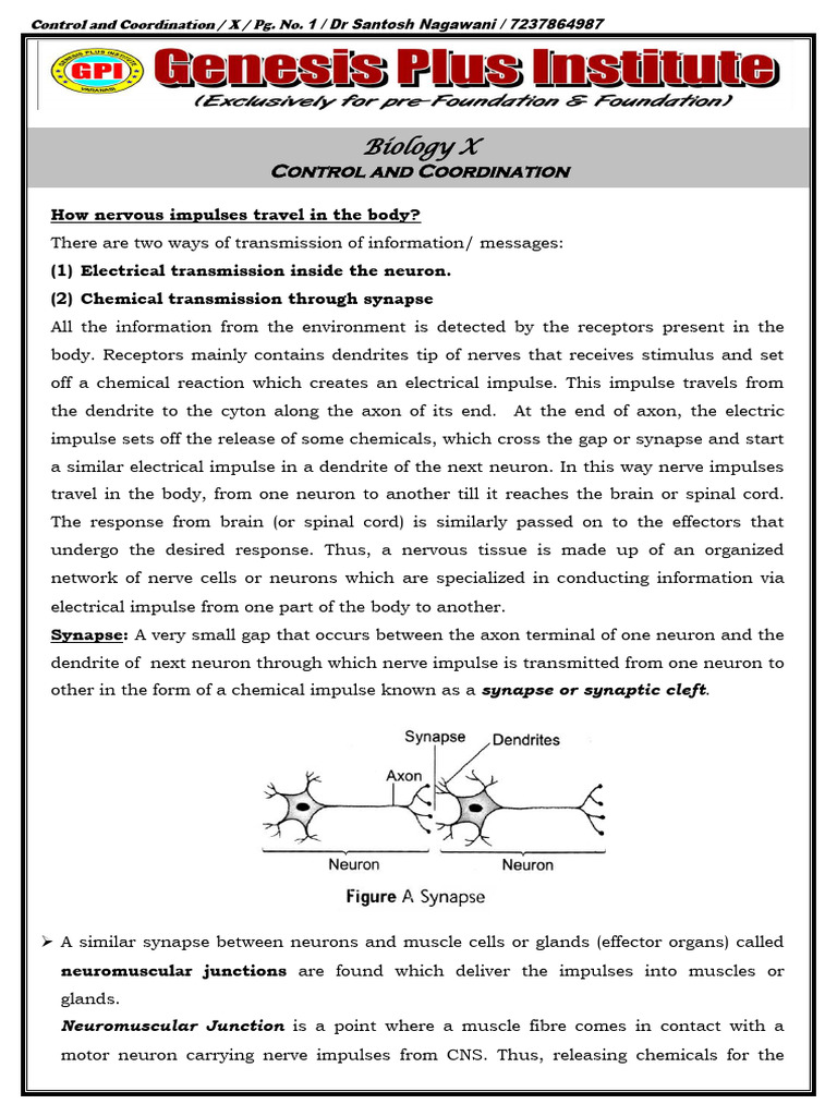 Control and Coordination 250916 225325 | PDF | Neuron | Nerve