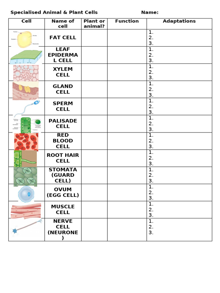 Specialised Cells Worksheet | PDF