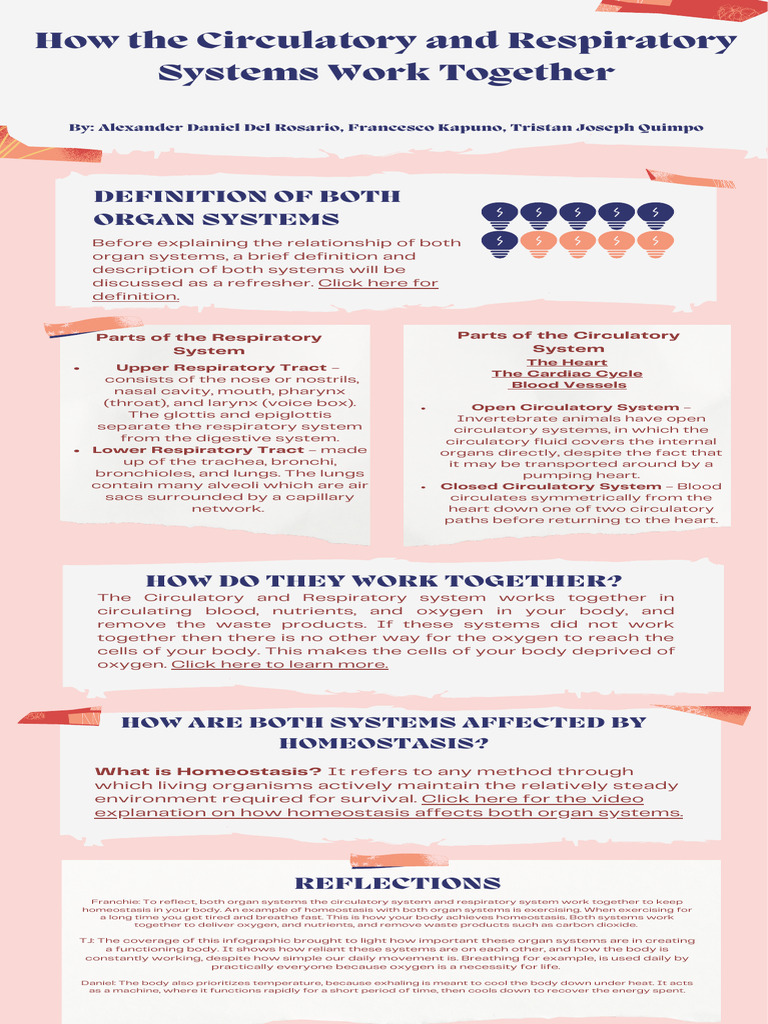 How The Circulatory and Respiratory System Work Together | PDF ...