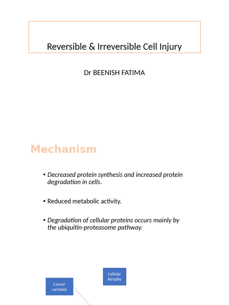 Lec2 Reversible & Irreversible Cell Injury 2024 | PDF | Mitochondrion | Endoplasmic Reticulum