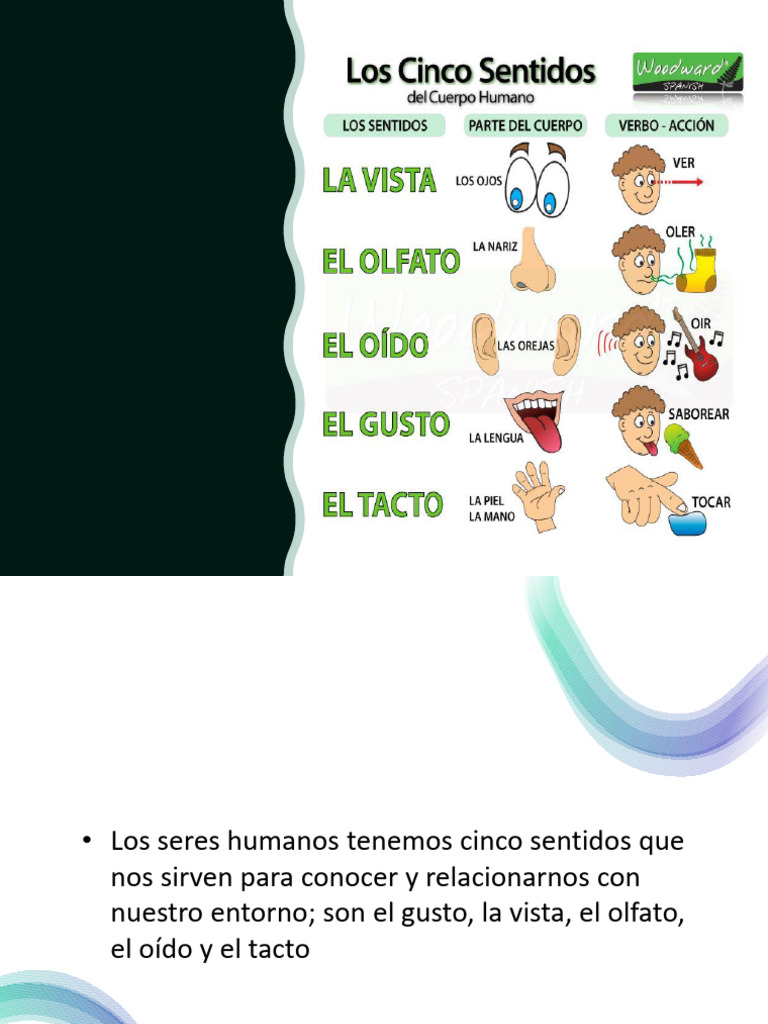 Los cinco sentidos humanos explicados | PDF
