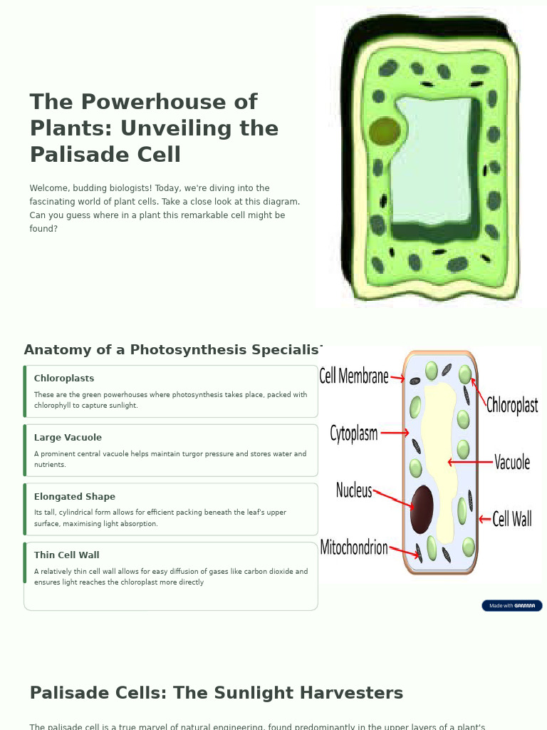 Functions and Features of Palisade Cells | PDF | Leaf | Photosynthesis