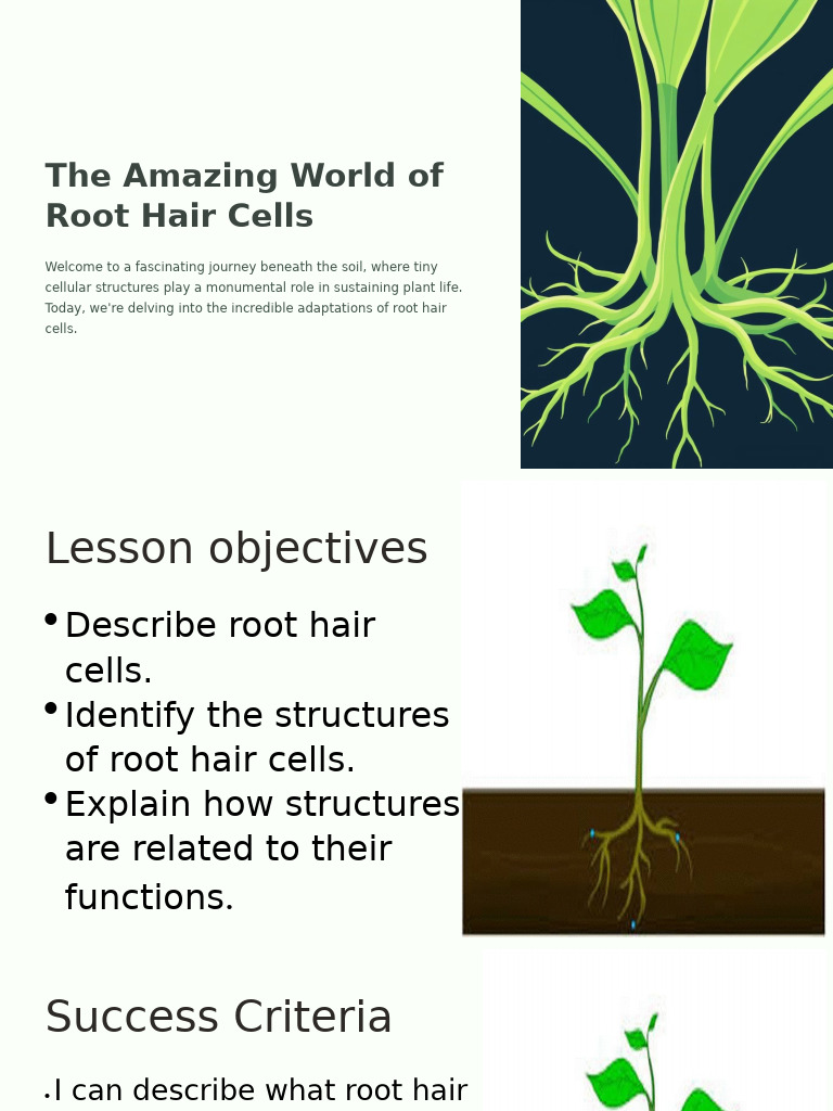 About Root Hair Cells | PDF | Root | Vacuole