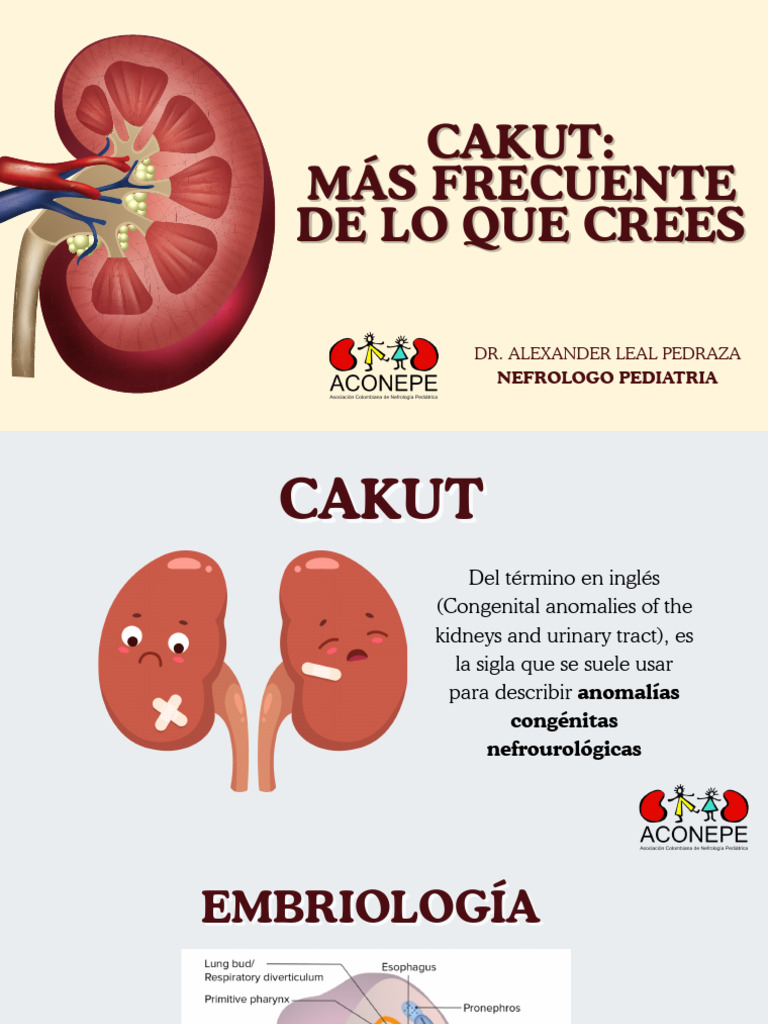 CAKUT: Anomalías Congénitas Renales | PDF | Riñón | Especialidades Medicas