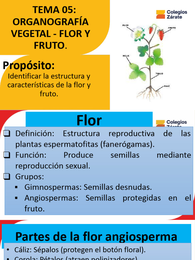 Estructura de Flor y Fruto en Plantas | PDF