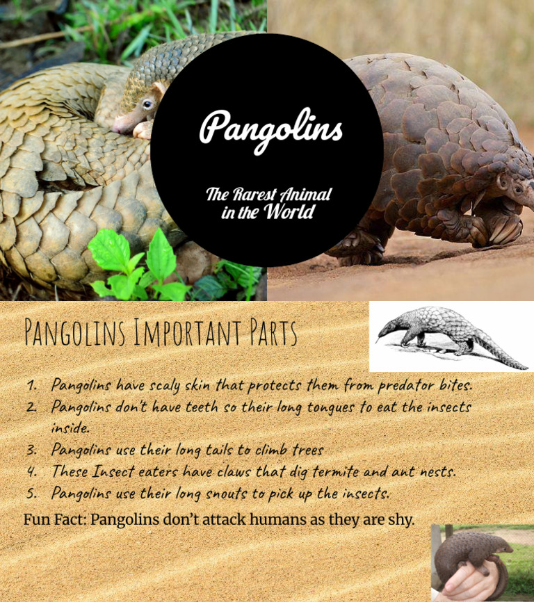 Unique Traits of Pangolins Explained | PDF