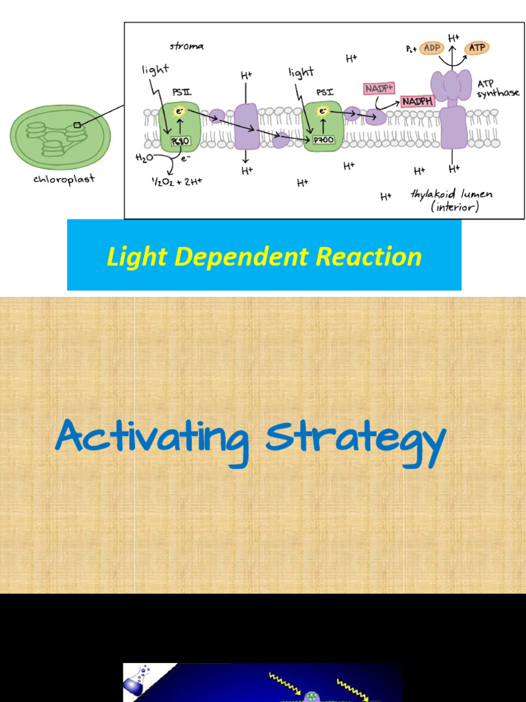 Light Dependent Reaction Activities Guide | PDF