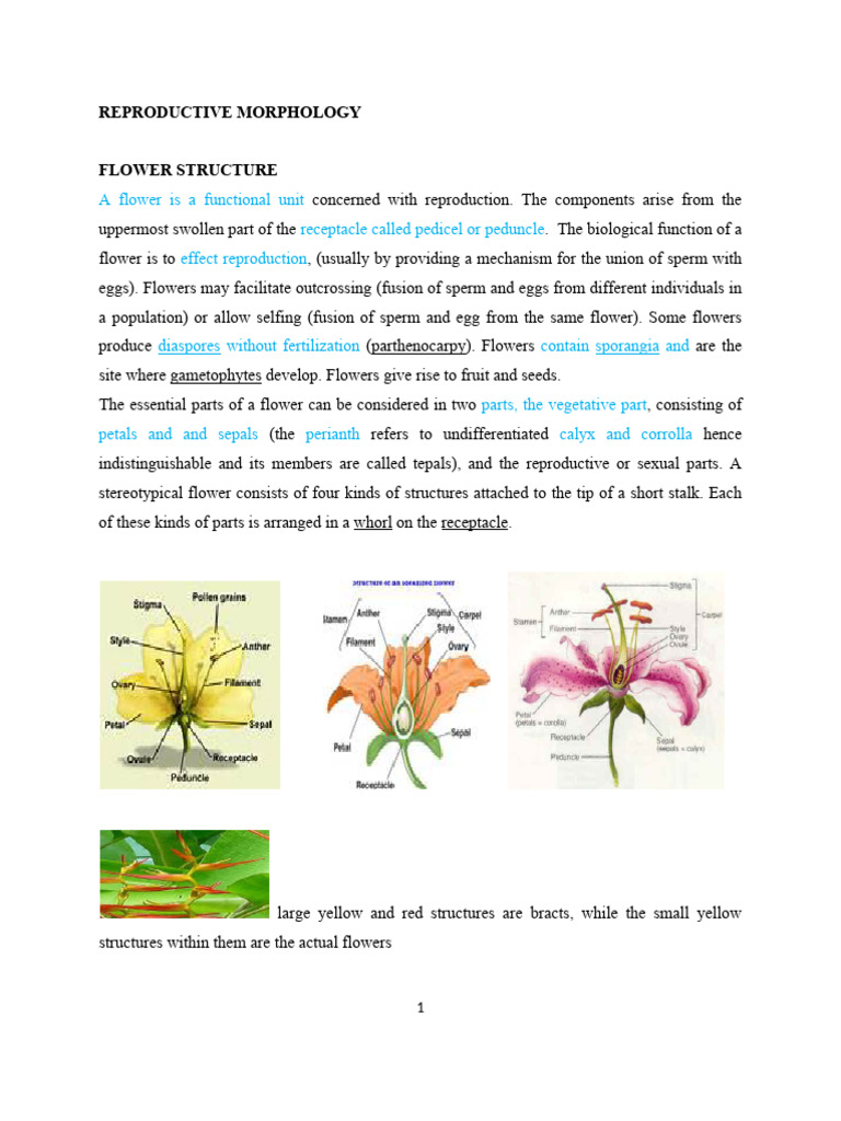Topic 4 Flower Structure 2025 | PDF | Pollen | Flowers