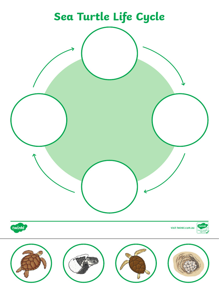 Sea Turtle Life Cycle | PDF