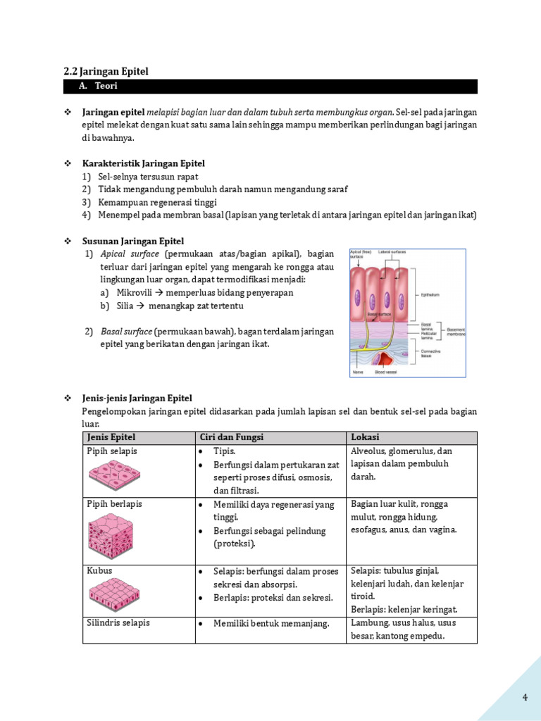 Ciri dan Fungsi Jaringan Epitel | PDF