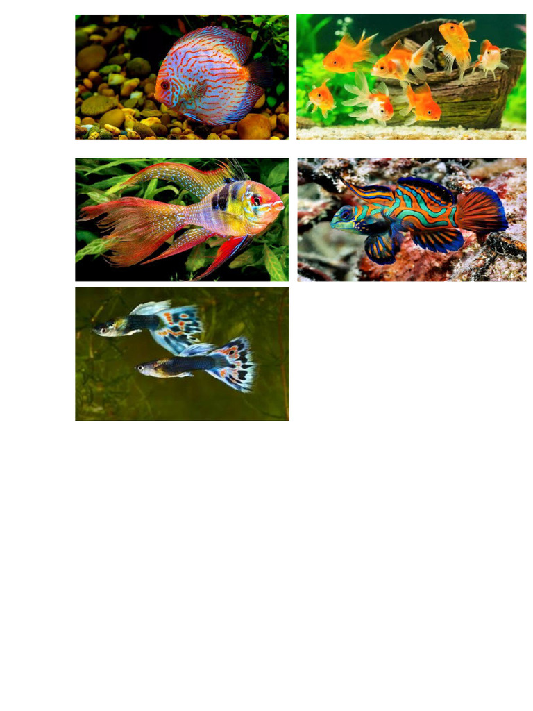 Ikan | PDF
