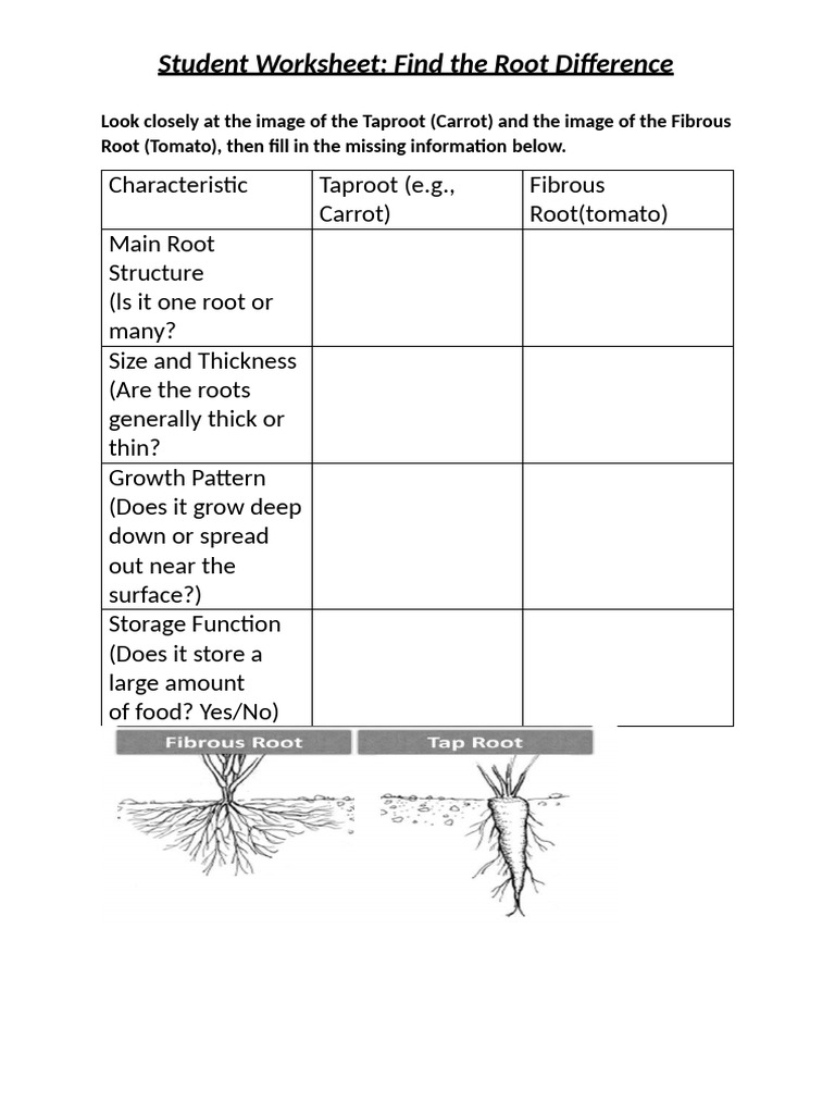 Taproot vs. Fibrous Root Comparison Worksheet | PDF