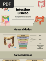 Anatomía del Colon Sigmoide | PDF | Intestino grueso | Recto