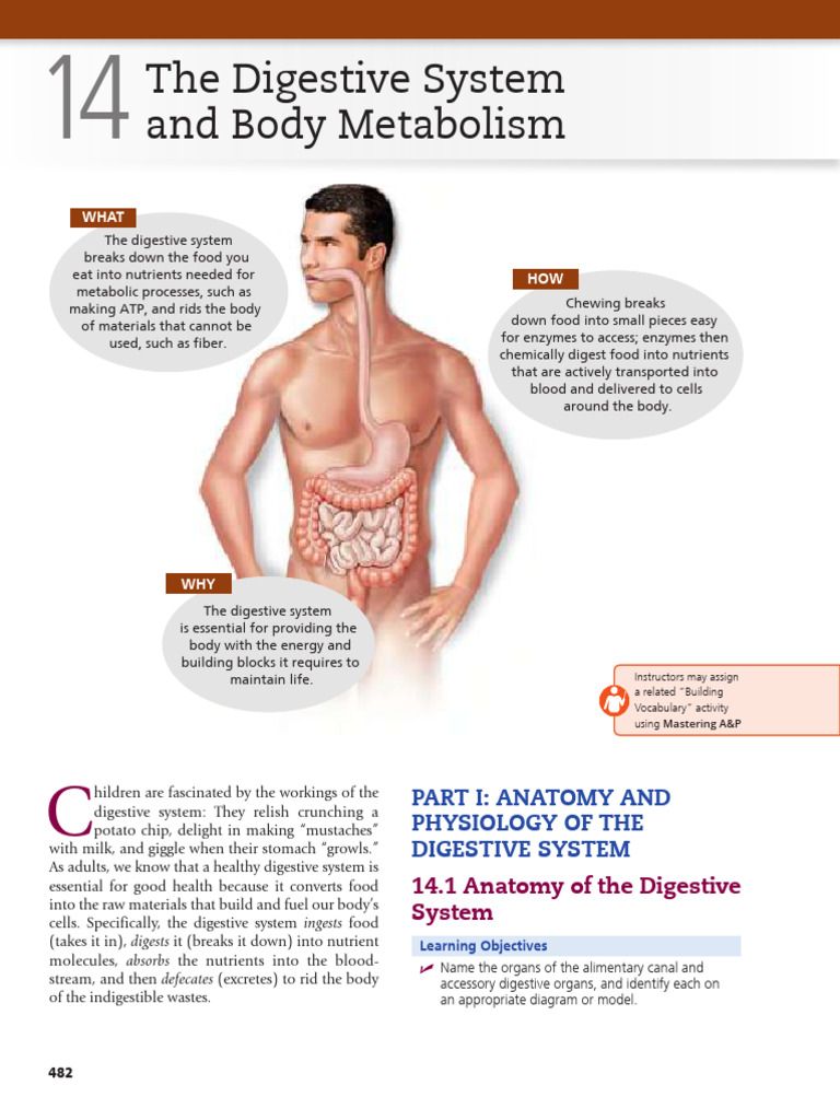 Digestive System Anatomy Overview | PDF | Stomach | Gastrointestinal Tract