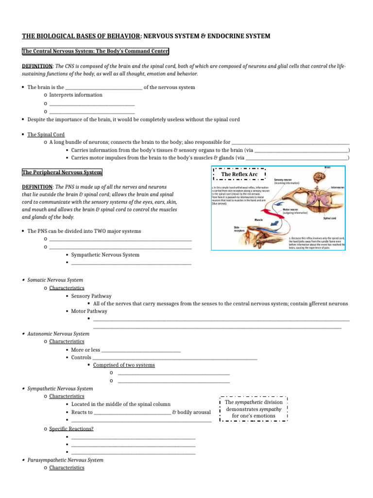 Nervous and Endocrine System | PDF | Nervous System | Central Nervous ...