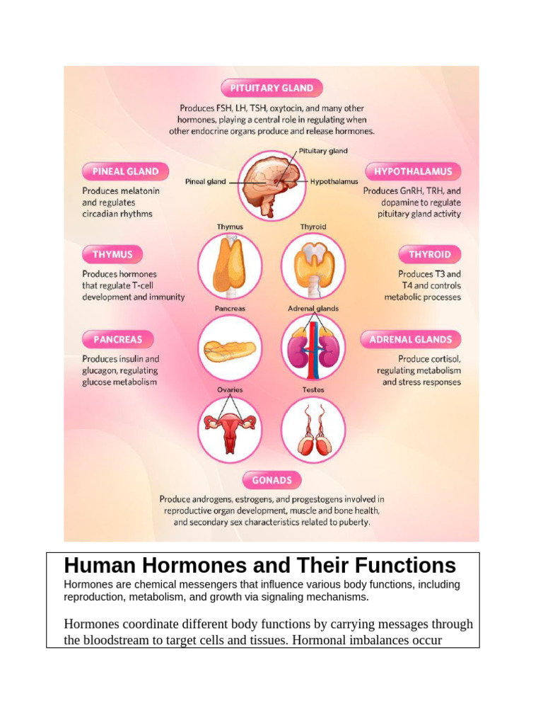 Key Hormones and Their Functions | PDF | Endocrine System | Endocrinology
