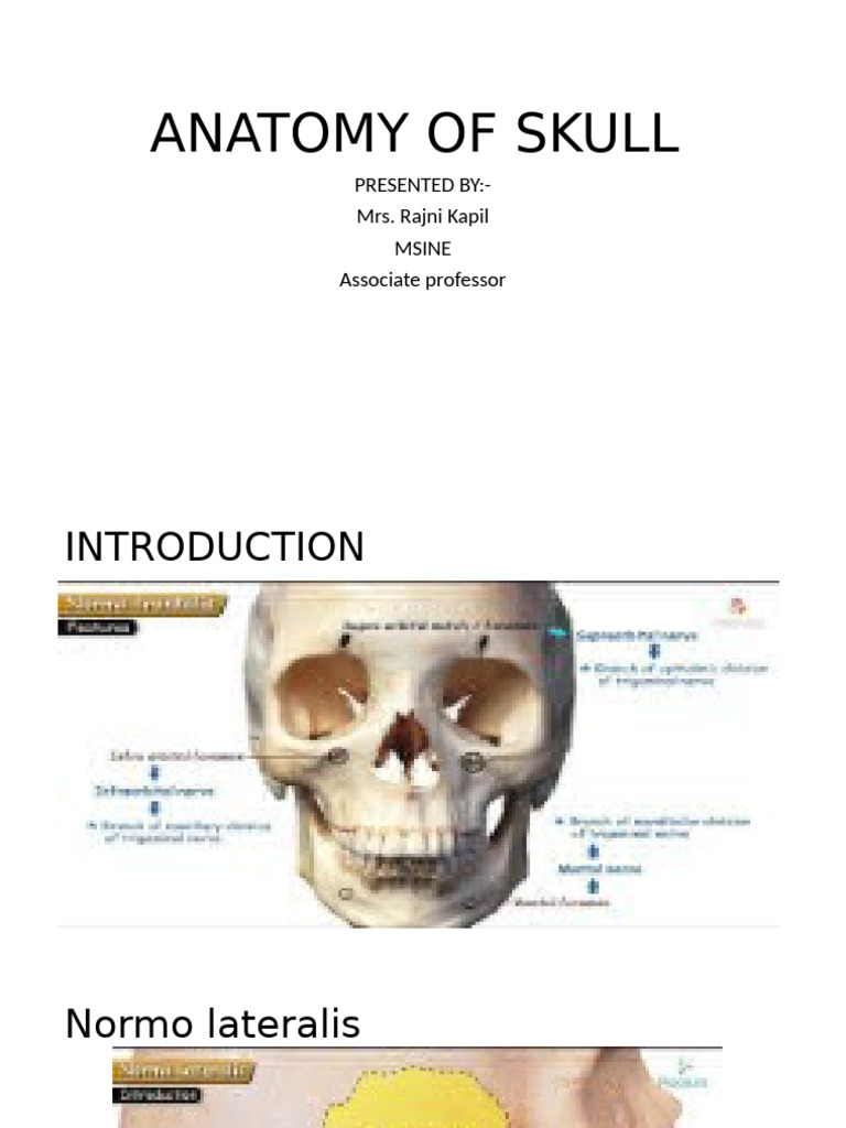 Anatomy Of Skull Pdf